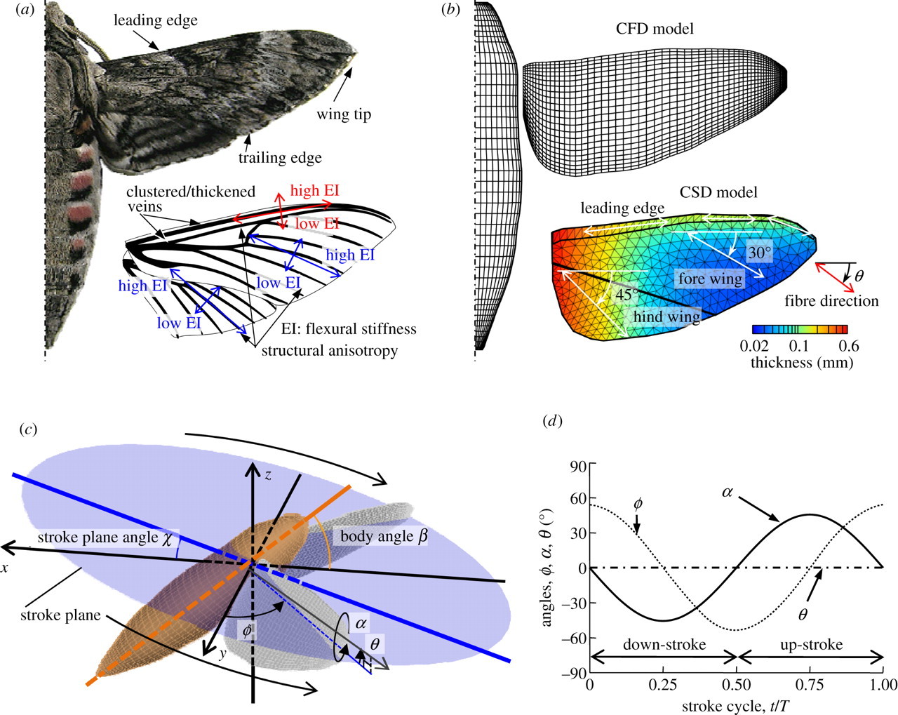 InsectFlight - 千葉大学｜生物機械工学研究室